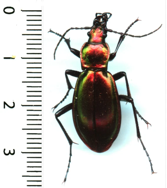 CARABIDAE - (CHRYSO)CARABUS SPLENDENS SPLENDENS Forme pourpre/purple ...