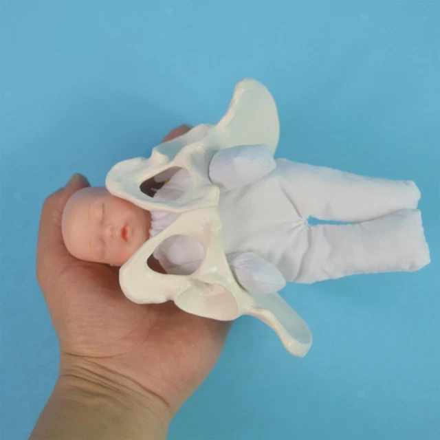 Pregnant Doll NEW HORIZON Medical Pregnancy Pelvis Model - 1/2 Life ...