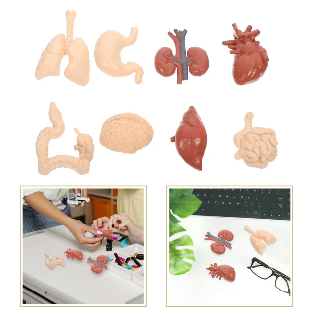 HUMAN INTERNAL ORGANS Model Toys Child Body Anatomy for Kids Simulation ...