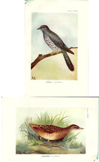 STAMPA ANTICA UCCELLI CUCULO Cuculus RE DI QUAGLIE Crex 1925 Old print ...
