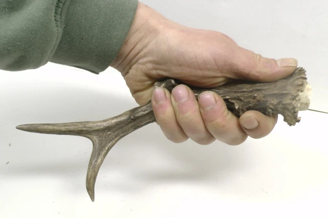 ROE DEER ANTLERS Walking Stick Slingshot Taxidermy / V Shape ...