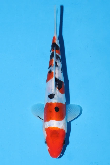 JAPANESE KOI CARP - Hq Doitsu Sanke 22Cm - Courier Available ...