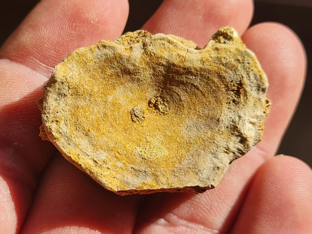 FOSSILE VERTEBRE DE Cyclurus EUR 33,00 - PicClick FR