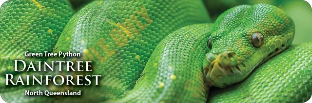 WORLD HERITAGE LISTED Daintree Rainforest - Green Tree Python - Bumper ...