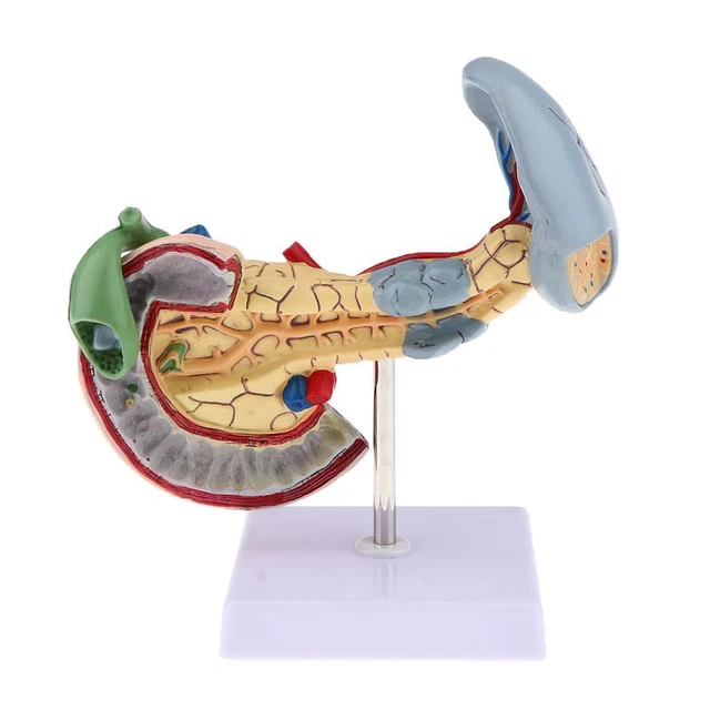 1:1 HUMAN PANCREAS Duodenum Spleen Organ Pathology Model for £26.69 ...