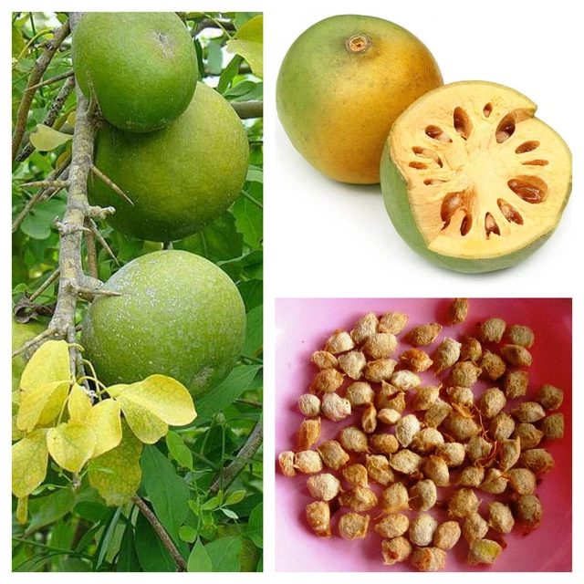 35 BAEL TREE SEEDS (Aegle marmelos) Edible Golden Beli Fruit Sacred ...