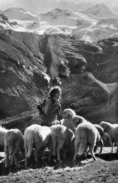 SUISSE PRÈS SAAS Fée Saaser Schafhirt Allalinhorn 4027 m Berger ...