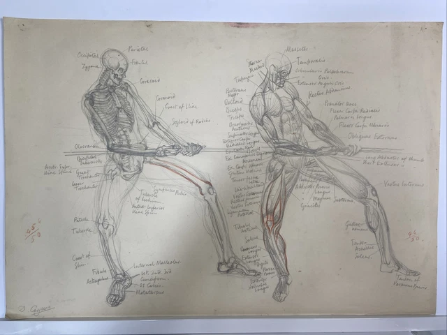 ANTIQUE VINTAGE ORIGINAL Signed Male Anatomy Chart pencil drawing By D ...
