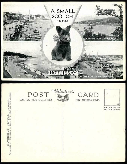 SCOTTISH TERRIER DOG Puppy Rothesay Victoria Street Esplanade, Bute Old ...