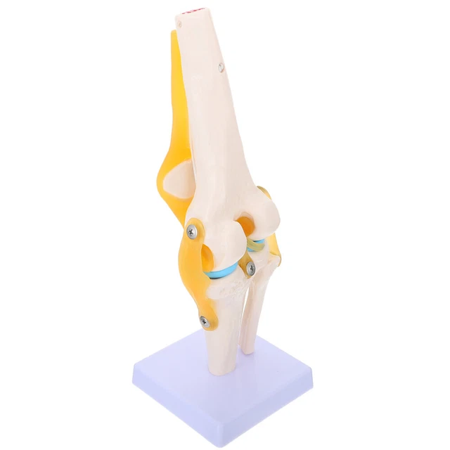 KNEE LIGAMENT MODEL human knee joint anatomy model Knee Bone Model £26. ...