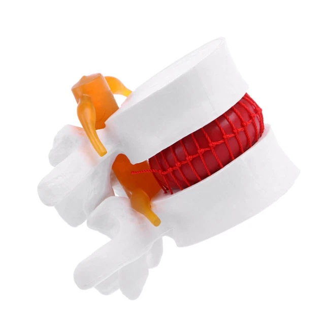 HUMAN SPINE MODEL Pvc Lumbar Vertebrae Training The Mannequin £22.03 ...