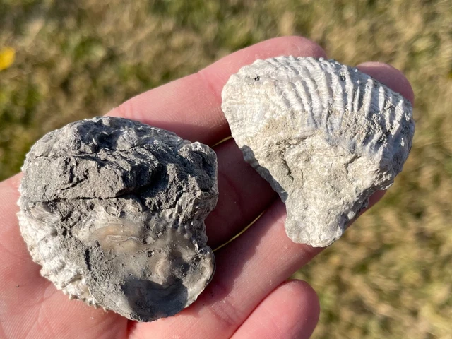 FRANCE FOSSIL BIVALVES Ostrea digitalina Miocene Megalodon Age Shell £8 ...