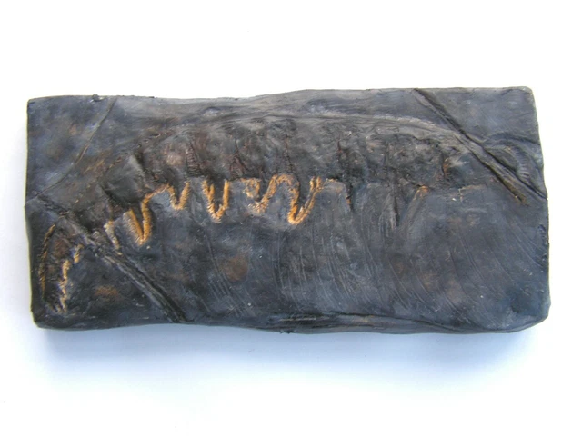 FOSSILS REPLICA CAMBRIAN Predator Anomalocaris appendage Burgess Shale ...