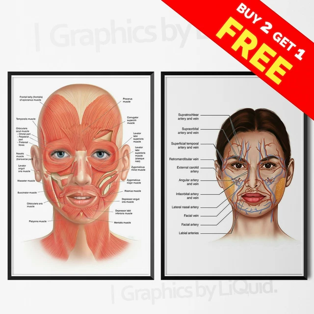 FACE ANATOMY VEINS MUSCLES Detailed Chart Science Poster Print ...