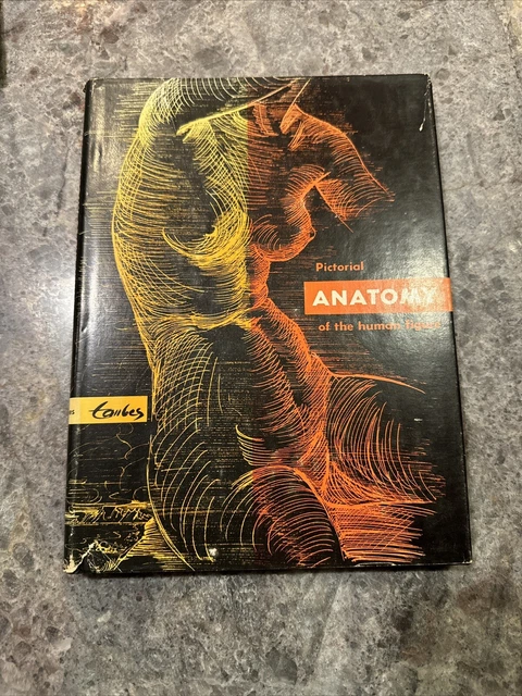&PICTORIAL ANATOMY OF the Human Figure" book 1958 art nude HC/DJ ...