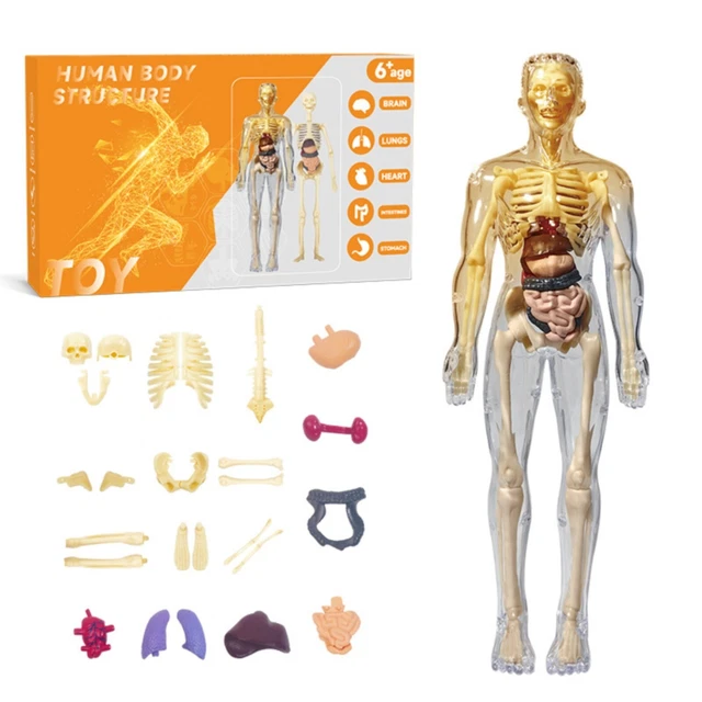 3D HUMAN BODY Anatomy Model DIY Skeleton Toys Educational Science Kit ...