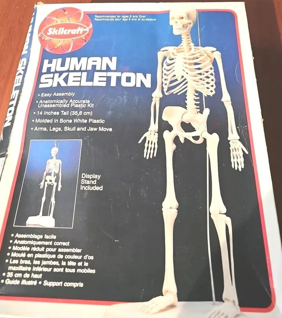 VINTAGE HUMAN SKELETON Plastic Model Kit by Skilcraft Science Anatomy ...