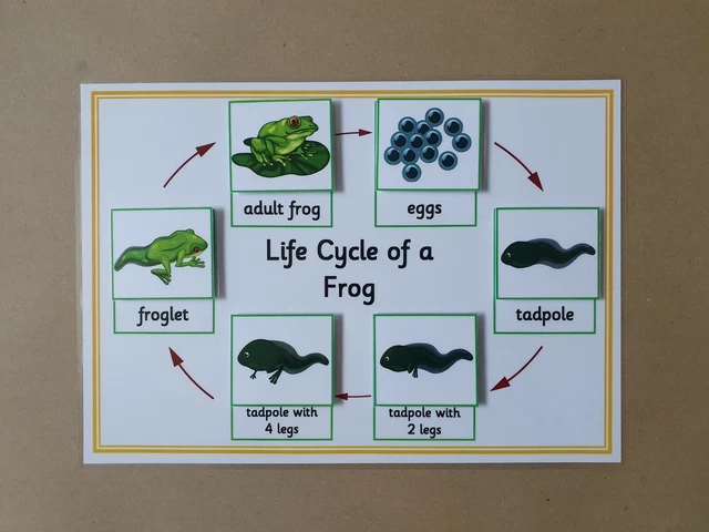 LIFE CYCLE OF a frog, interactive worksheet, EYFS, KS1, nature, science ...