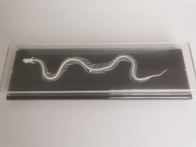 SQUELETTE DE SERPENT Complet Cabinet De Curiosite Medecine Anatomie Os ...
