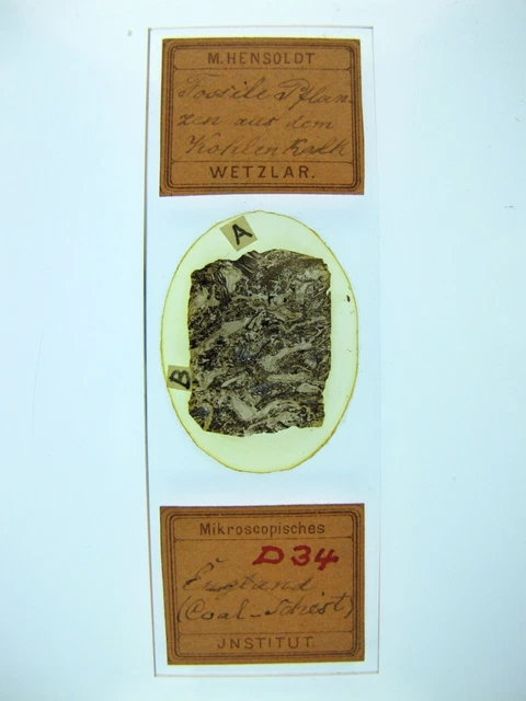 ANTIQUE MICROSCOPE SLIDE by Moritz Hensoldt. "Fossil plants in Coal ...
