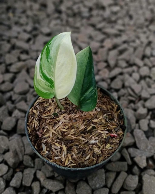 SCINDAPSUS MOONLIGHT THREE color with Phytosanitary Certificate / DHL ...