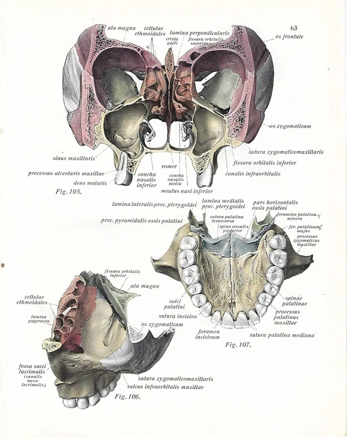 STAMPA ANTICA ANATOMIA MANDIBOLA PALATO NASO medicina Sobotta 1932 ...