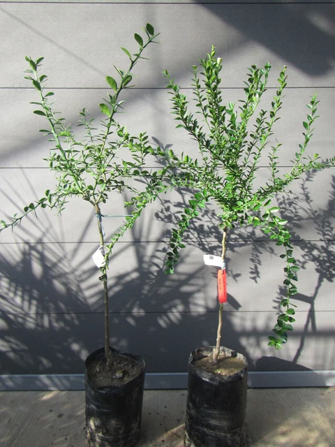 MICROCITRUS AUSTRALASICA - Rote Fingerlimette Pflanze 100-120cm ...