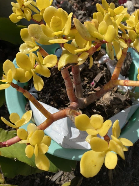 GOLDEN JADE HUMMEL, Sunset Crassula Ovata Argentea. 5 cuttings 4’-6 ...