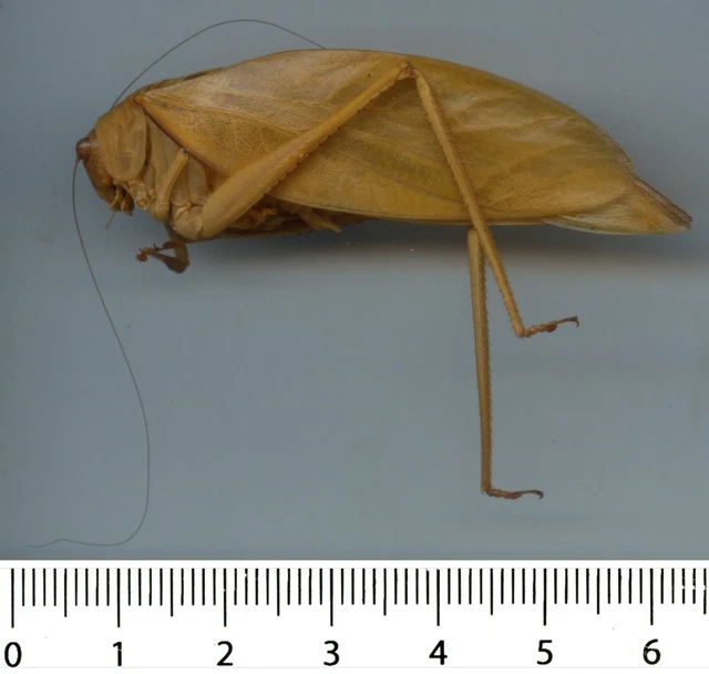 ORTHOPTERA, TETTIGONIIDAE - MICROCENTRUM LAURIFOLIUM - entomologie ...