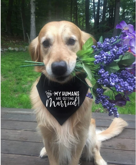 MY HUMANS ARE Getting Married Dog Bandana, She Said Yes, Wedding ...