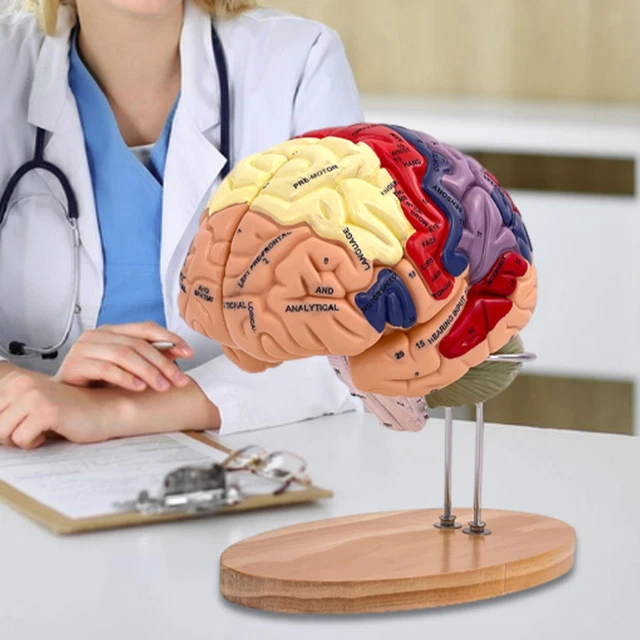 HUMAN BRAIN MODEL Anatomy Color Coded Partitioned Brain Anatomically ...