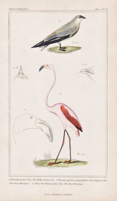 FLAMINGO SANDBRACHSCHWALBE SMALL pratincole birds Lithographie Cuvier ...
