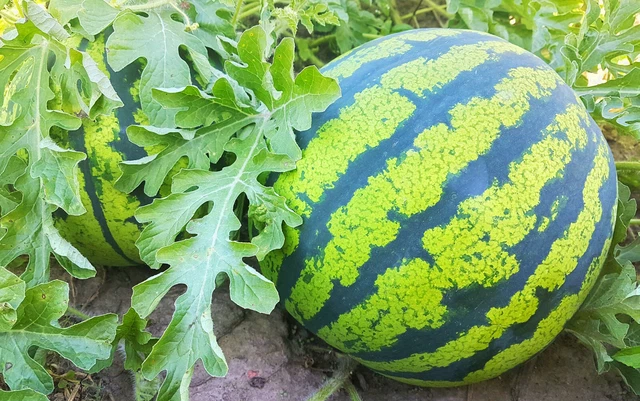 20 SAMEN WASSERMELONE Sugar Baby Frühe Melonen Sorte Melone ...