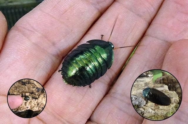 X5 EMERALD COCKROACH nymphs (Pseudoglomeris magnifica) £35.00 - PicClick UK