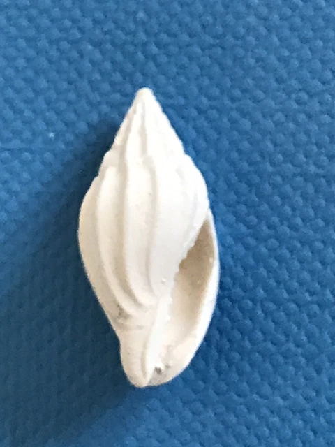 LYRIA HARPULA FOSSILE Shell Gastéropode Lutetien Bassin Parisien EUR 2 ...