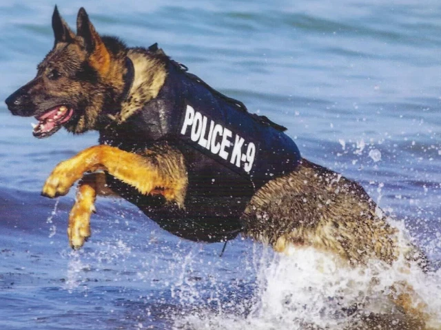 CALIFORNIA HIGHWAY PATROL Police K9 Dog Uniform Original £39.65 ...