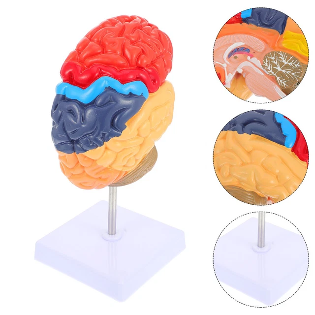 ANATOMY DISPLAY TOYS Human Organs Model Body Plastic Brain Model £46.15 ...