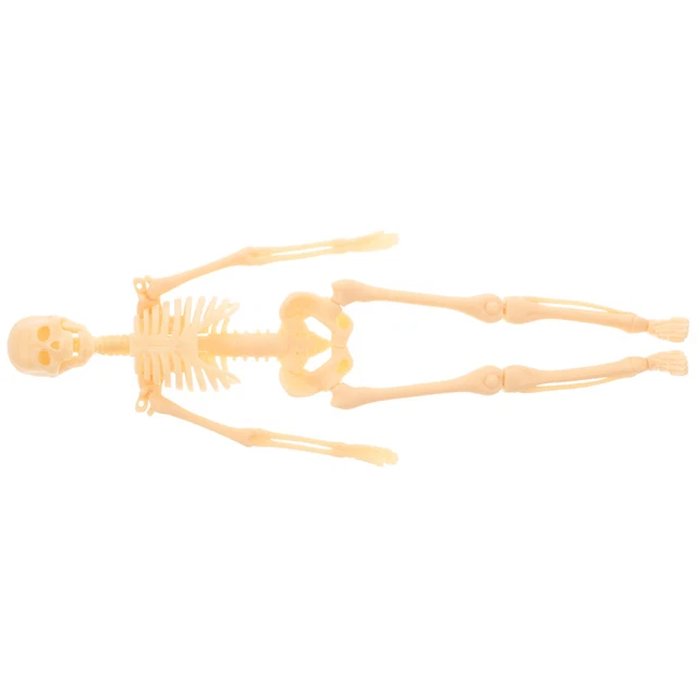 HUMAN SKELETON MODEL Skeleton Action Figure Anatomy Skeleton Model For ...