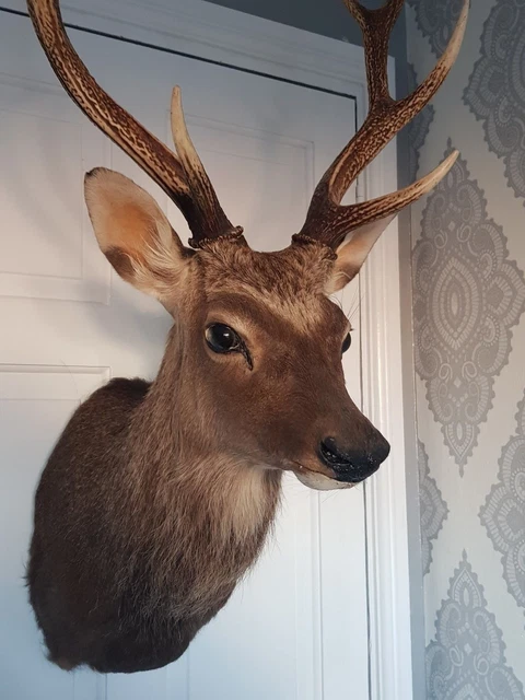 TAXIDERMY MOUNTED STAGS head STAG deer skull red deer antlers horns countryhouse £430.00 ...