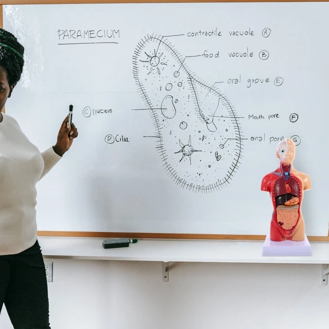 HUMAN TORSO BODY Model Anatomy Anatomical Internal Organs for Teaching ...