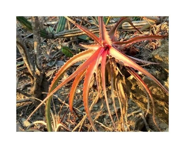 10X HECHTIA ROSEA Rotblättrige Hechtie Bromelia Giardino Piante - Seme ...