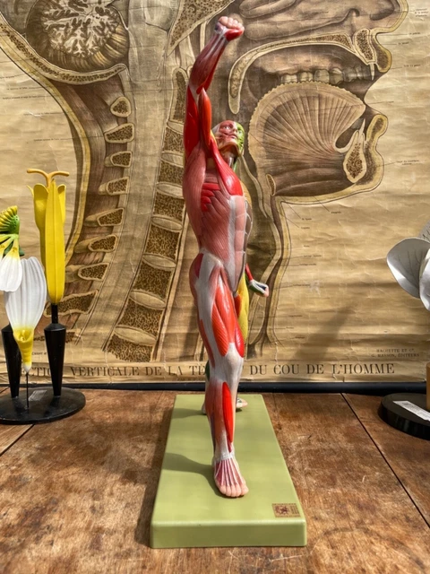 VINTAGE SOMSO MALE MUSCLE Figure educational model Anatomy model with ...