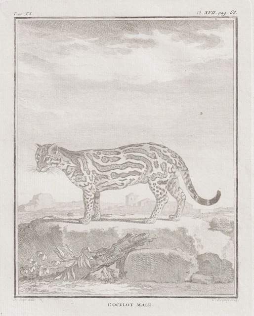 OZELOT KATZE RAUBKATZE ocelot Katzen Kupferstich engraving Buffon 1780 ...