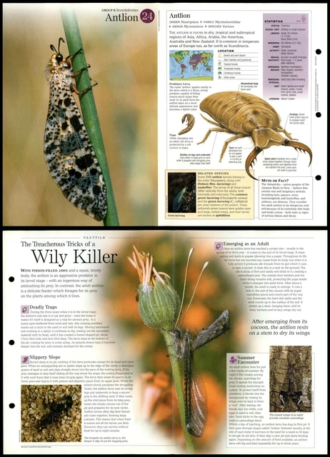 ANTLION #24 INVERTEBRATES - Discovering Wildlife Fact File Fold-Out ...