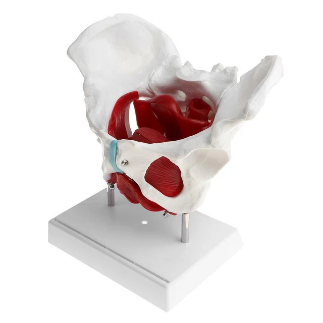 FEMALE PELVIS MODEL With Muscles and Organs Anatomical Female Pelvis 1: ...