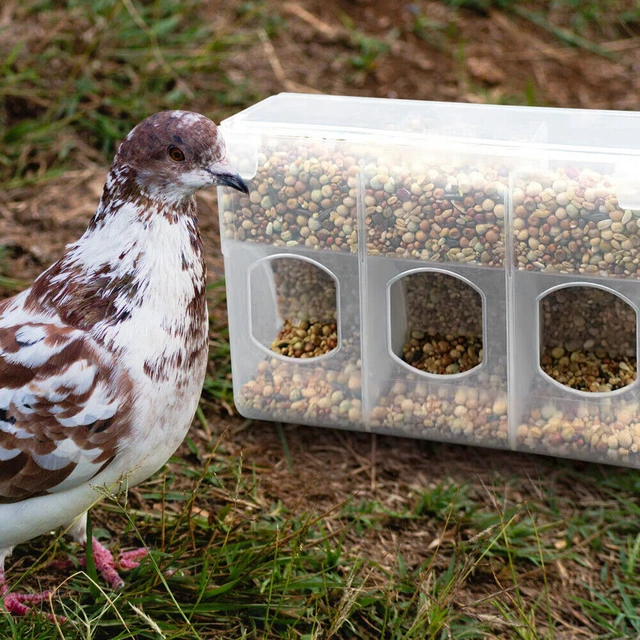 QUAIL FEEDER SMALL Birds Pigeon Feeder Sturdy Feeder Container for Bird ...