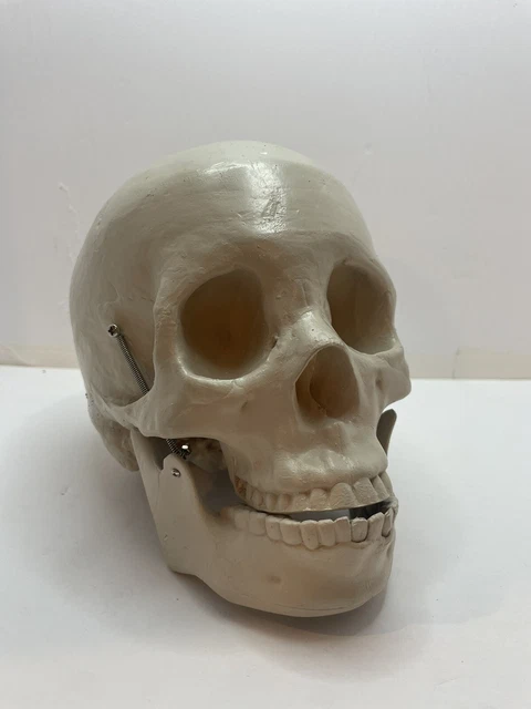 NEW HUMAN SKULL (plastic) Life Size Realistic Display Movable Spring ...