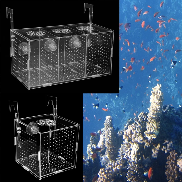 FISH BREEDING BOX Transparent Fish Isolation Box Acrylic Fish Isolation ...