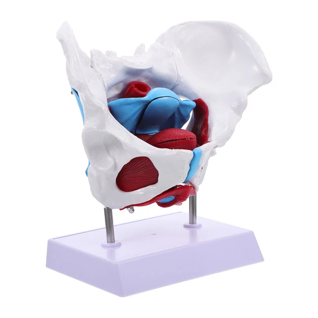 PELVIC STRUCTURE MODEL Pelvis Model Muscles Plastic Pelvis Model £84.39 ...