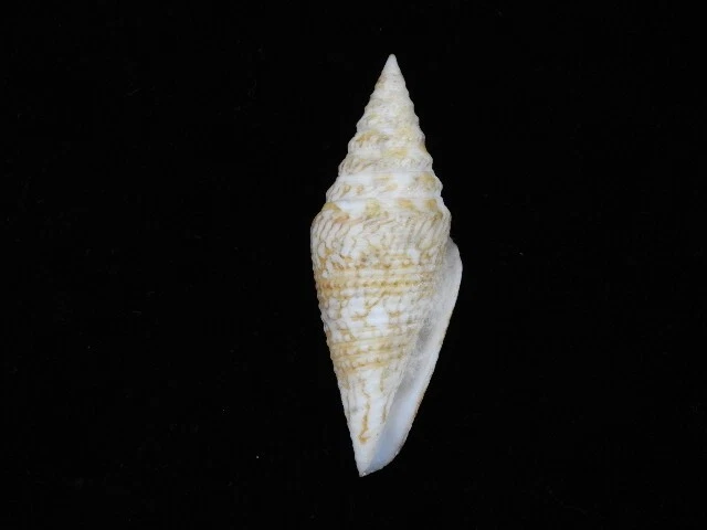 SEA SHELL CONUS excelsus 73.1mm ID#7187 EUR 287,15 - PicClick IT